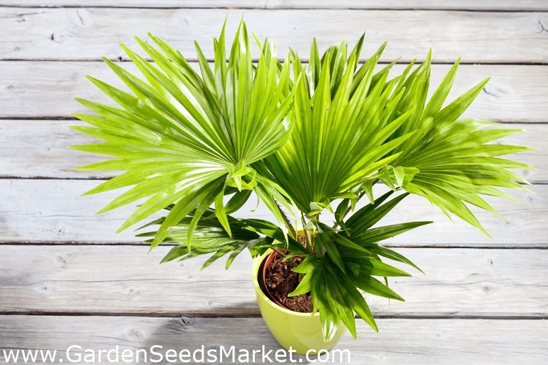 Palmier Eventail Japonais - 5 graines - Livistona chinensis – Garden ... Palmier Eventail Japonais - 5 graines - Livistona chinensis – Garden ...