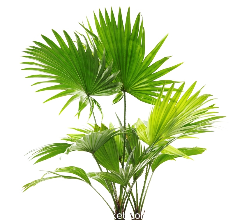 Palmier Eventail Japonais - 5 graines - Livistona chinensis – Garden ... Palmier Eventail Japonais - 5 graines - Livistona chinensis – Garden ...