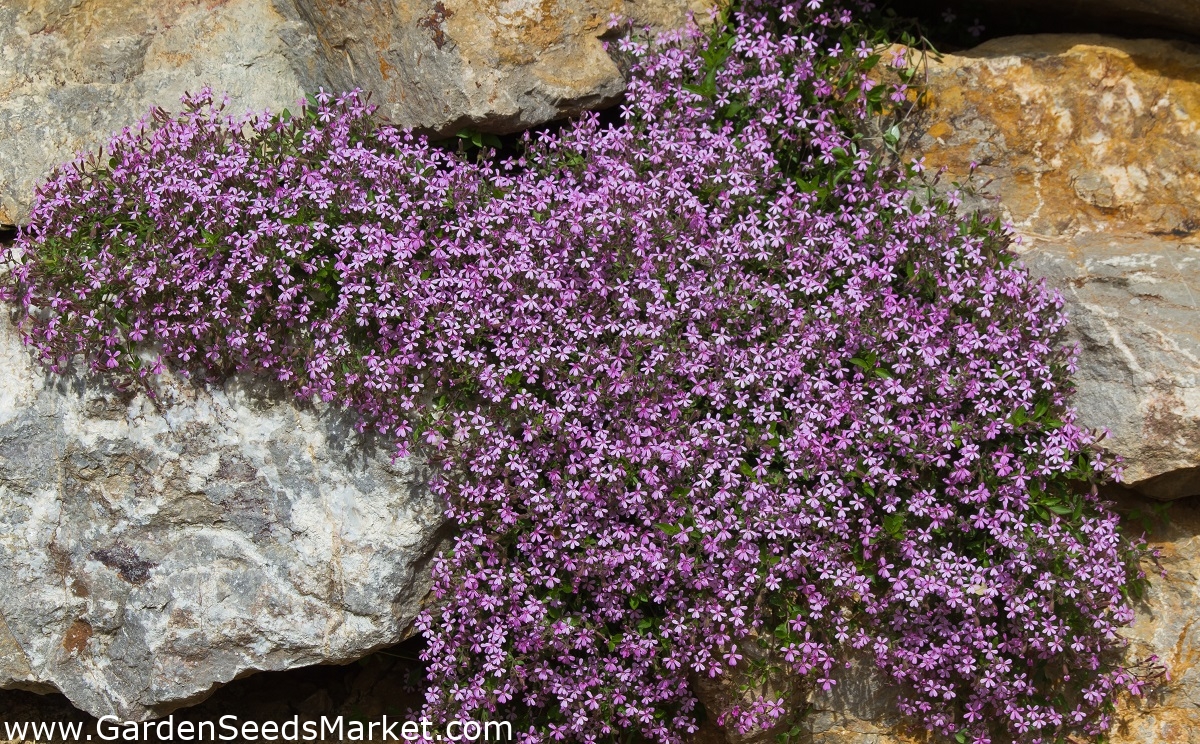 Rock soapwort, Tumbling Ted - 450 semi - Saponaria ocymoides – Garden ...