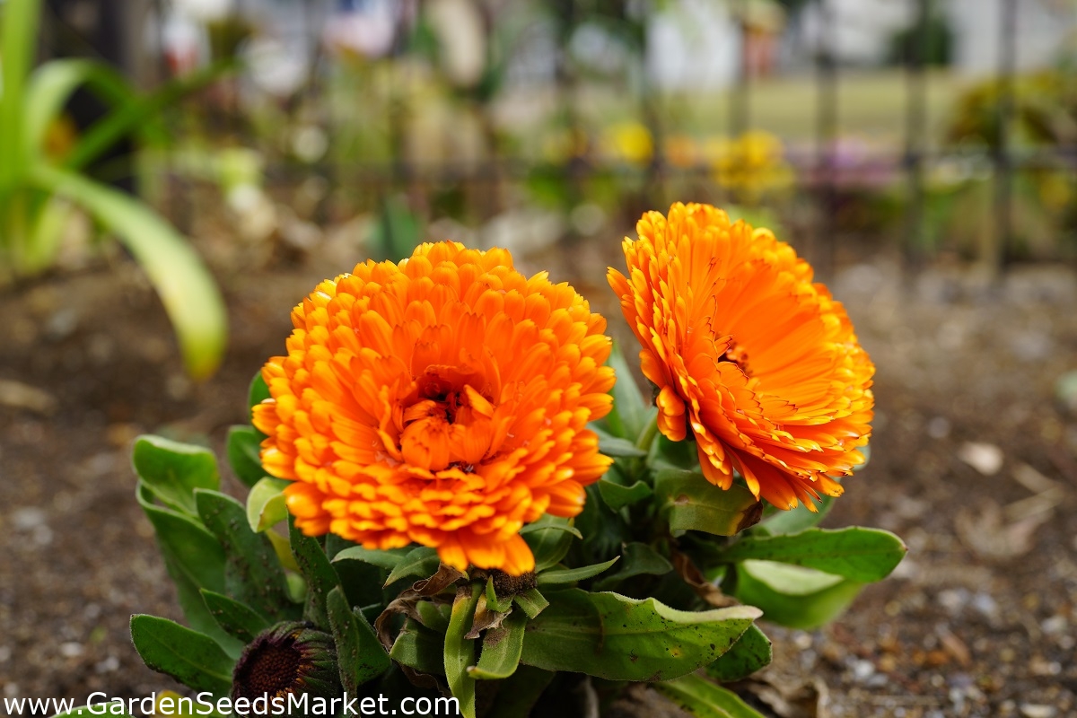 Pot marigold, Ruddles, Common marigold, Scotch marigold "Indian Prince ...