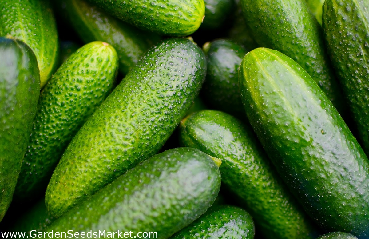 Paprastasis agurkas - Marcel F1 - 225 sėklos - Cucumis sativus – Garden ...