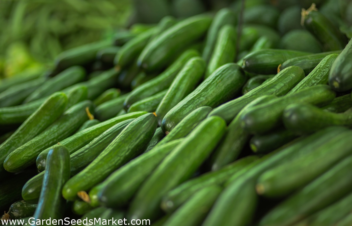 Castraveți "Gracius Gladki F1" - varietate de câmp pentru salate - 175 ...