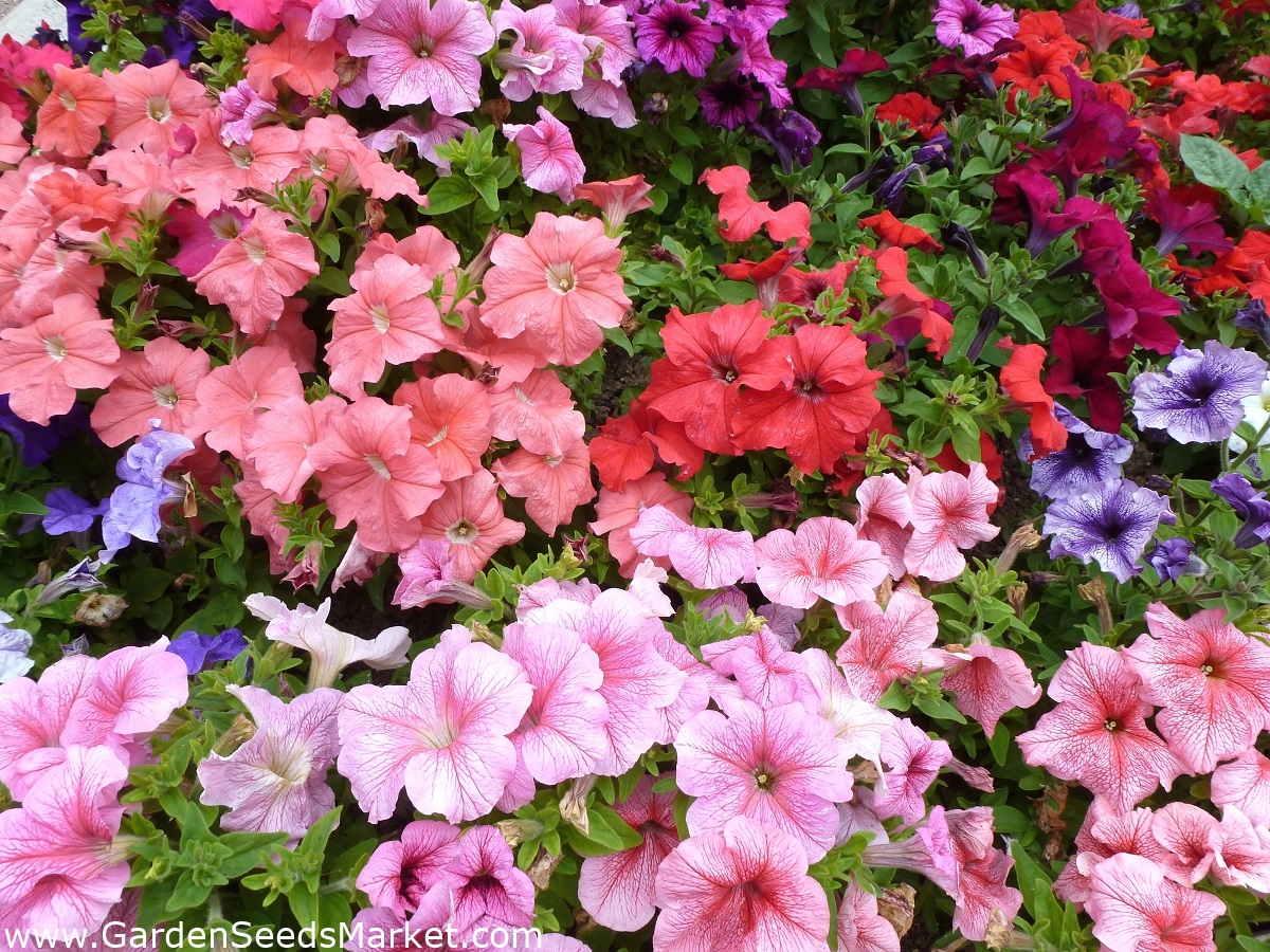 Petunia - variety mix - 800 seeds – Garden Seeds Market | Free shipping
