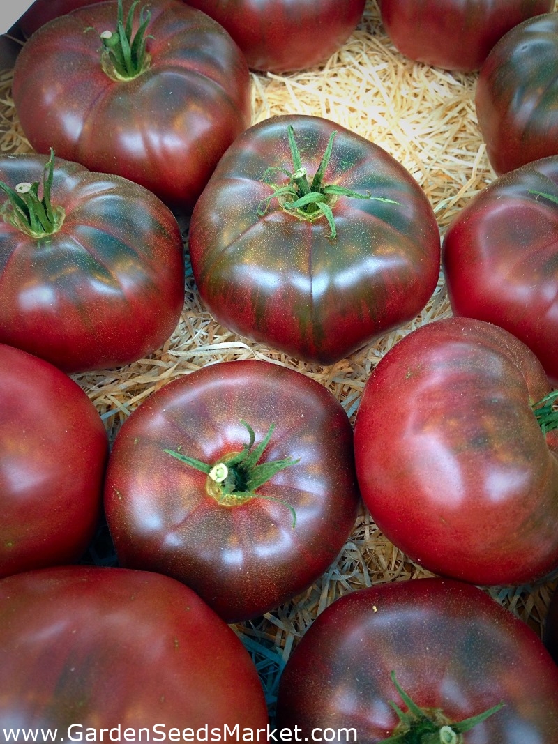 Tomate - Noire de Crimée - Lycopersicon esculentum Mill - graines ...