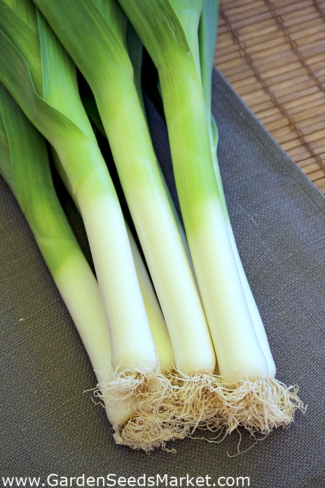 Purjo - Bulgaarse Reuzen - 320 siemenet - Allium ampeloprasum L ...