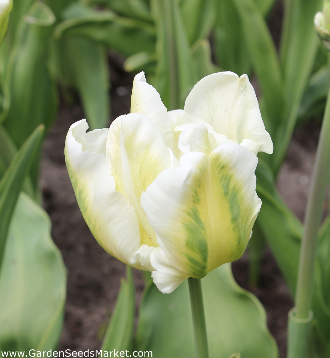 Tulipa Super Parrot - Tulip Super Parrot - 5 bulbs – Garden Seeds Market | Free shipping