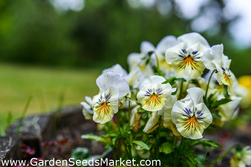 Garden pansy "Cats" - 10 seeds – Garden Seeds Market | Free shipping