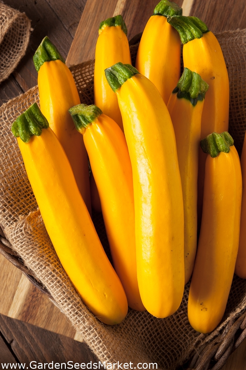 Courgette - Goldena - 27 graines - Cucurbita pepo – Garden Seeds Market ...