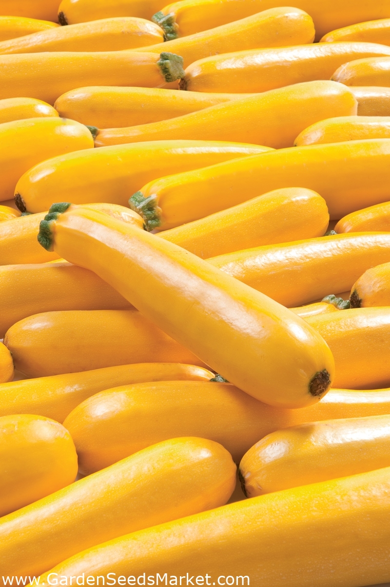 Courgette - Goldena - 27 graines - Cucurbita pepo – Garden Seeds Market ...