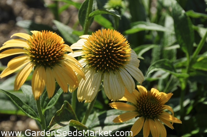 Röd solhatt - gul - frön - Echinacea purpurea – Garden Seeds Market ...