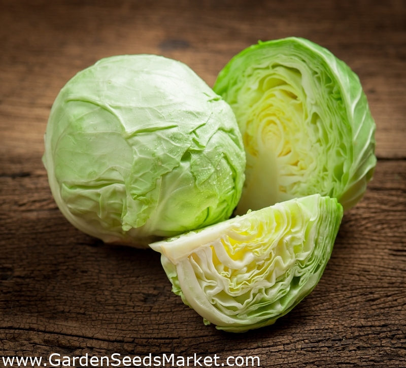 Repolho – Diethmarscher - branco - 480 sementes - Brassica oleracea ...