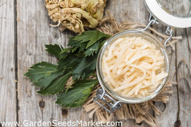 Valgomasis salieras - Maxim - 2600 sėklos - Apium graveolens – Garden ...