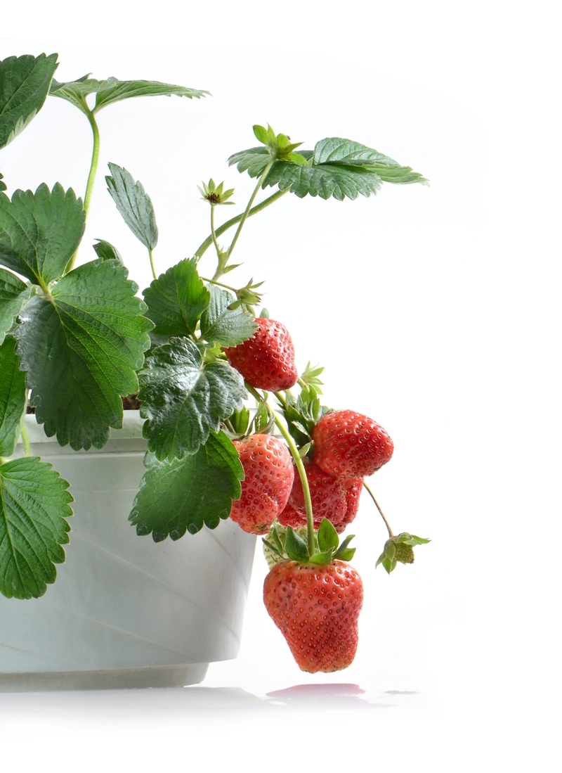 Strawberry "Rainbow treasure F1" - 5 seeds – Garden Seeds Market | Free ...