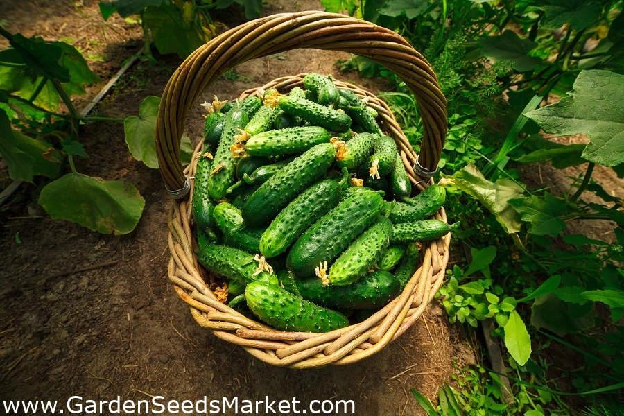 Almindelig Agurk – Gift - BIO - 110 frø - Cucumis sativus – Garden ...
