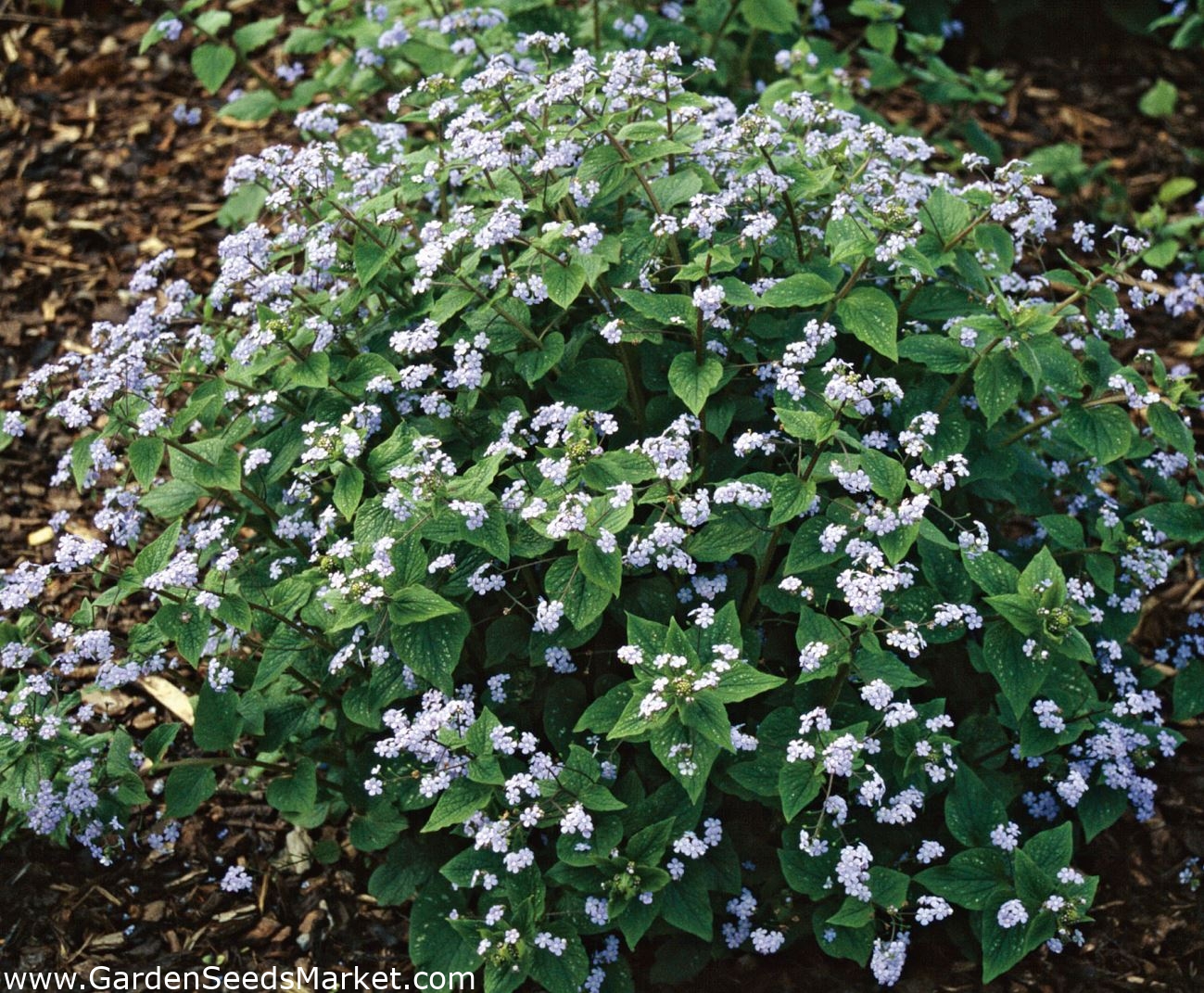 Brunnère à Grandes Feuilles - Brunnera Macrophylla – Garden Seeds ...