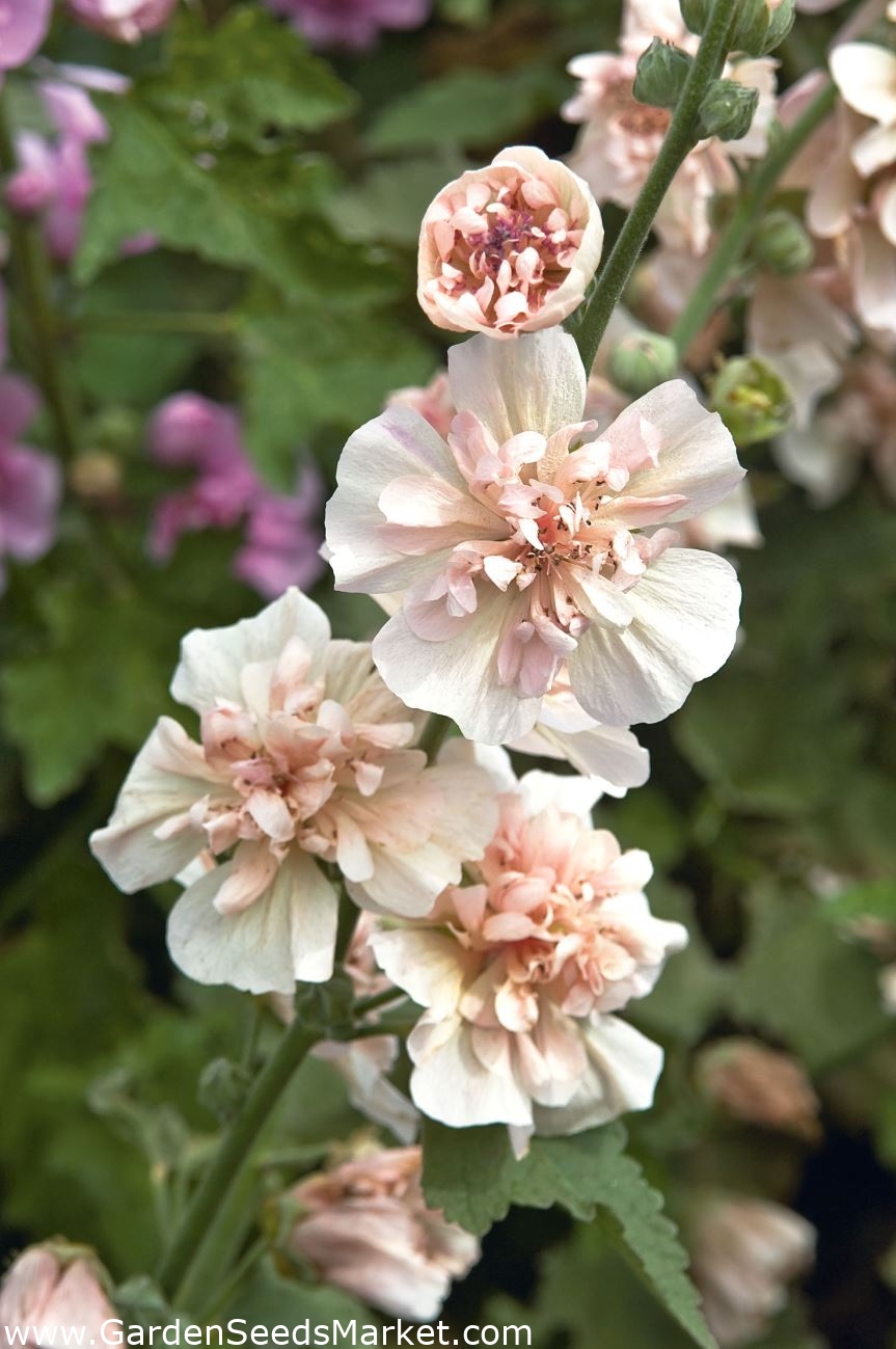 Alcea - Parkfrieden – Garden Seeds Market | Envío gratis