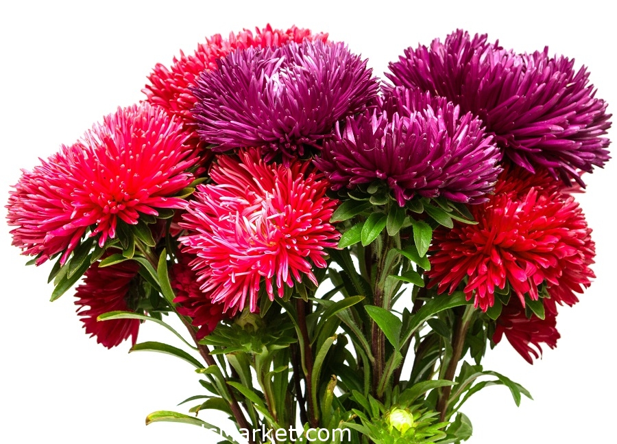 Tall chinese aster "King Size" - up to 100 cm in height - 250 seeds ...