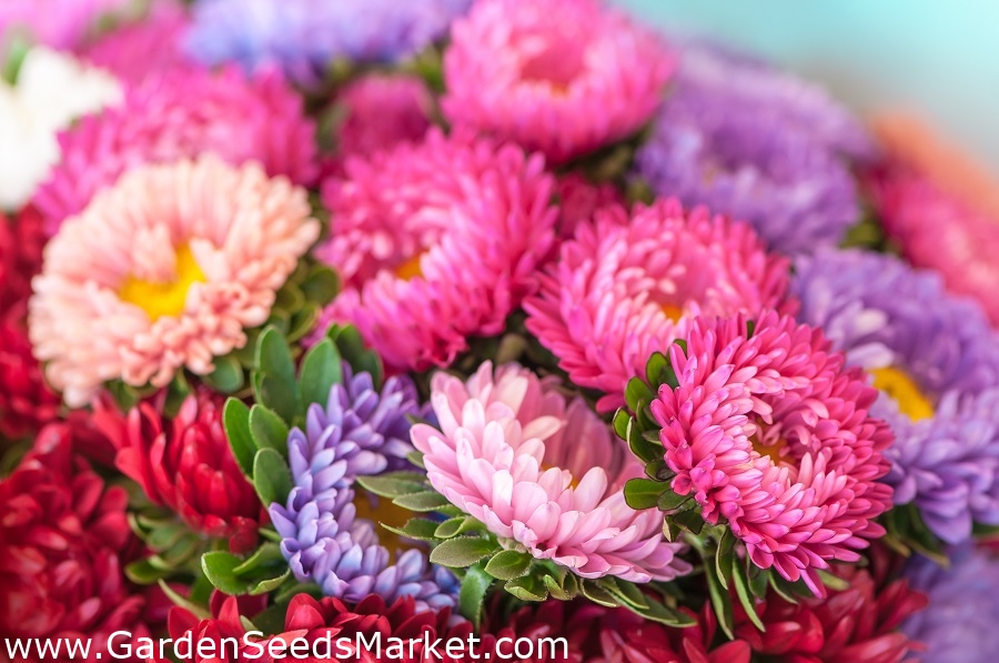 Tall chinese aster "King Size" - up to 100 cm in height - 250 seeds ...