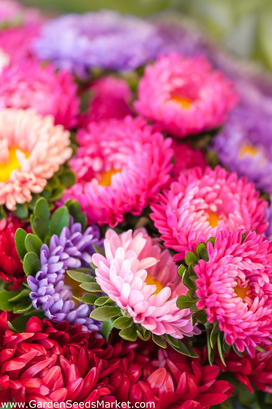 Tall chinese aster "King Size" - up to 100 cm in height - 250 seeds ...