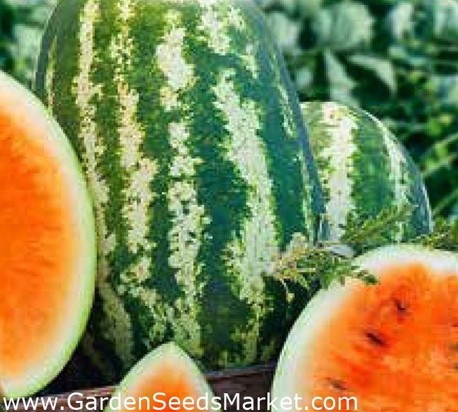 Vattenmelon - Orangeglo - Citrullus lanatus - frön – Garden Seeds ...
