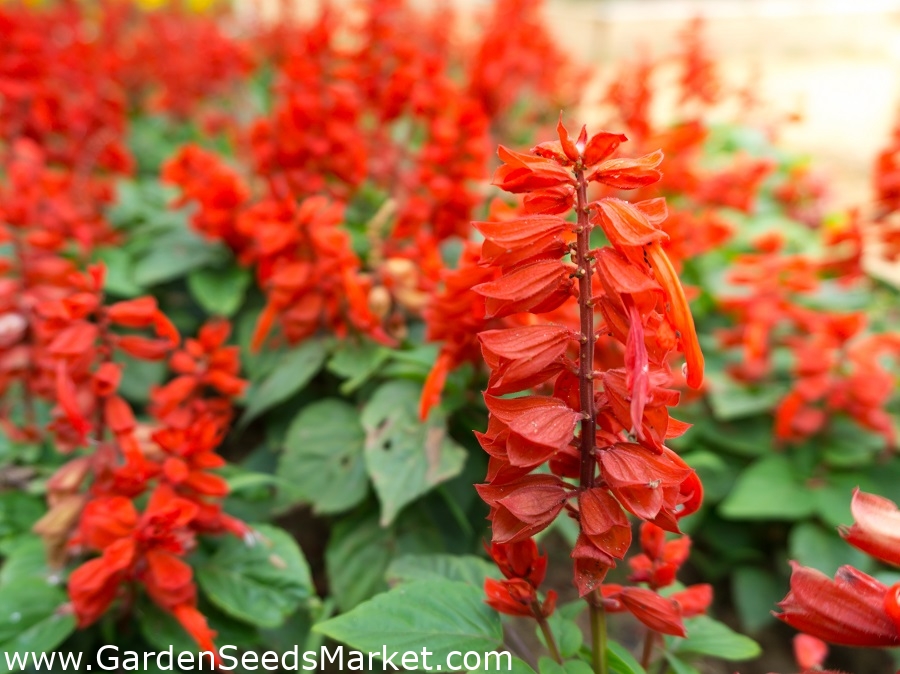 Sauge tropicale - rouge cerise - 84 graines - Salvia splendens – Garden ...