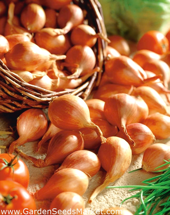 Schalotte 'Ambition F1'; Schalotten-Zwiebel – Garden Seeds Market ...