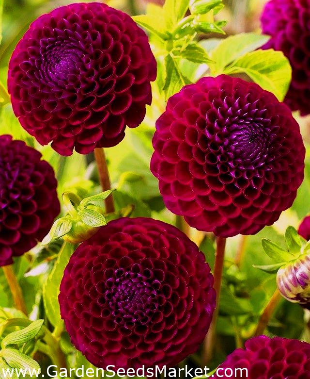 Dahlia Downham Royal - umbi / umbi / akar – Garden Seeds Market | Bebas ...