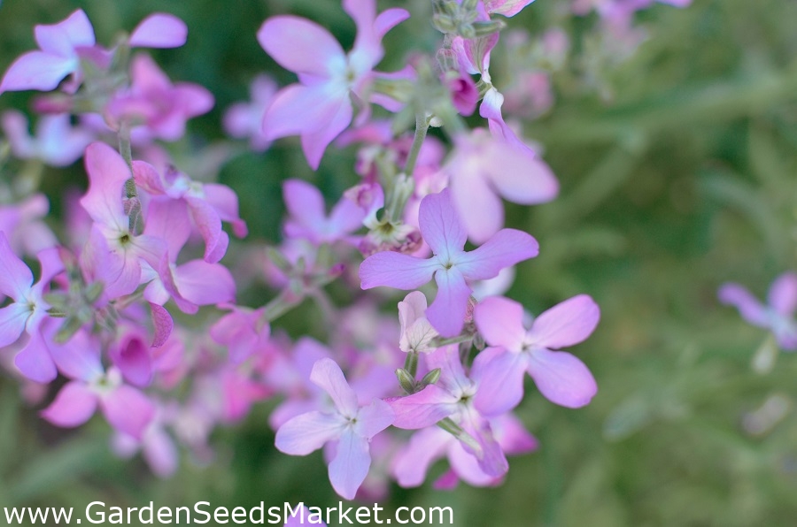 Jardin d'Intérieur - Giroflée Odorante - pour culture en intérieur et ...