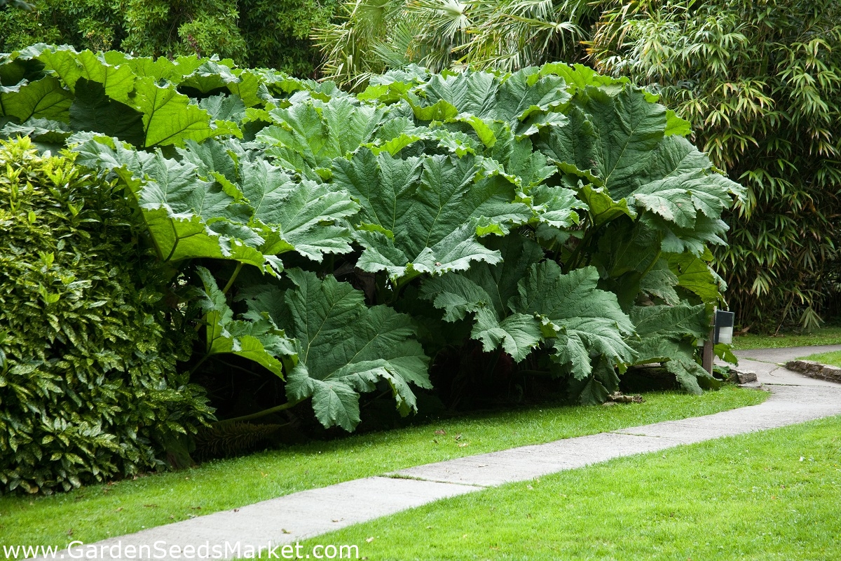 Gunnera manicata, Brazilian Giant-Rhubarb, Dinosaur Food - bulb ...