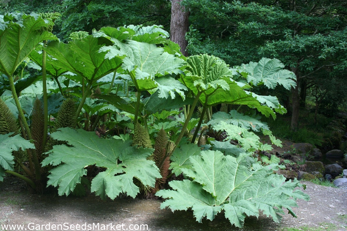 Gunnera manicata, Brazilian Giant-Rhubarb, Dinosaur Food - bulb ...