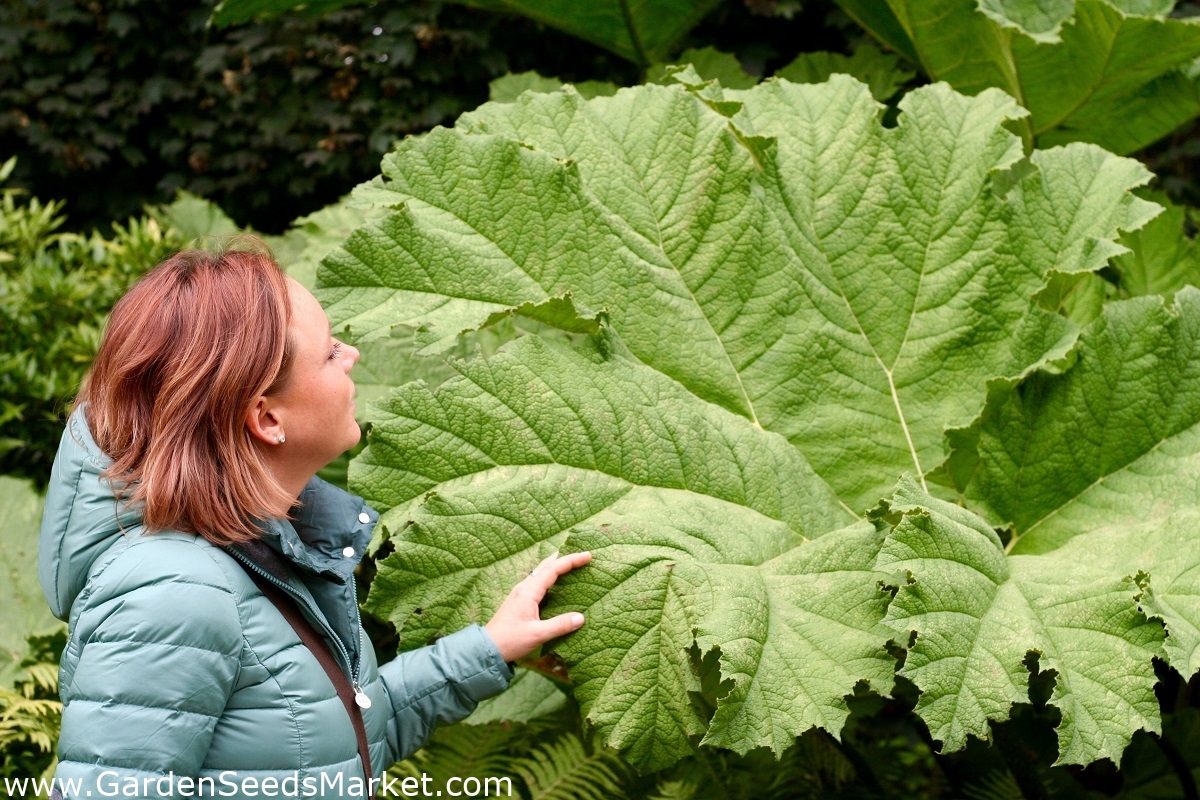 Gunnera manicata, Brazilian Giant-Rhubarb, Dinosaur Food - bulb ...