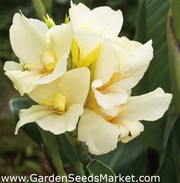 Canna Alaska - củ / củ / rễ – Garden Seeds Market | Miễn phí vận chuyển