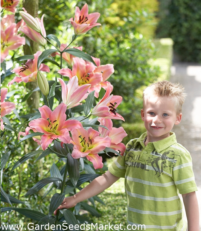 Tree Lily Lilium On Stage – Garden Seeds Market | Free shipping