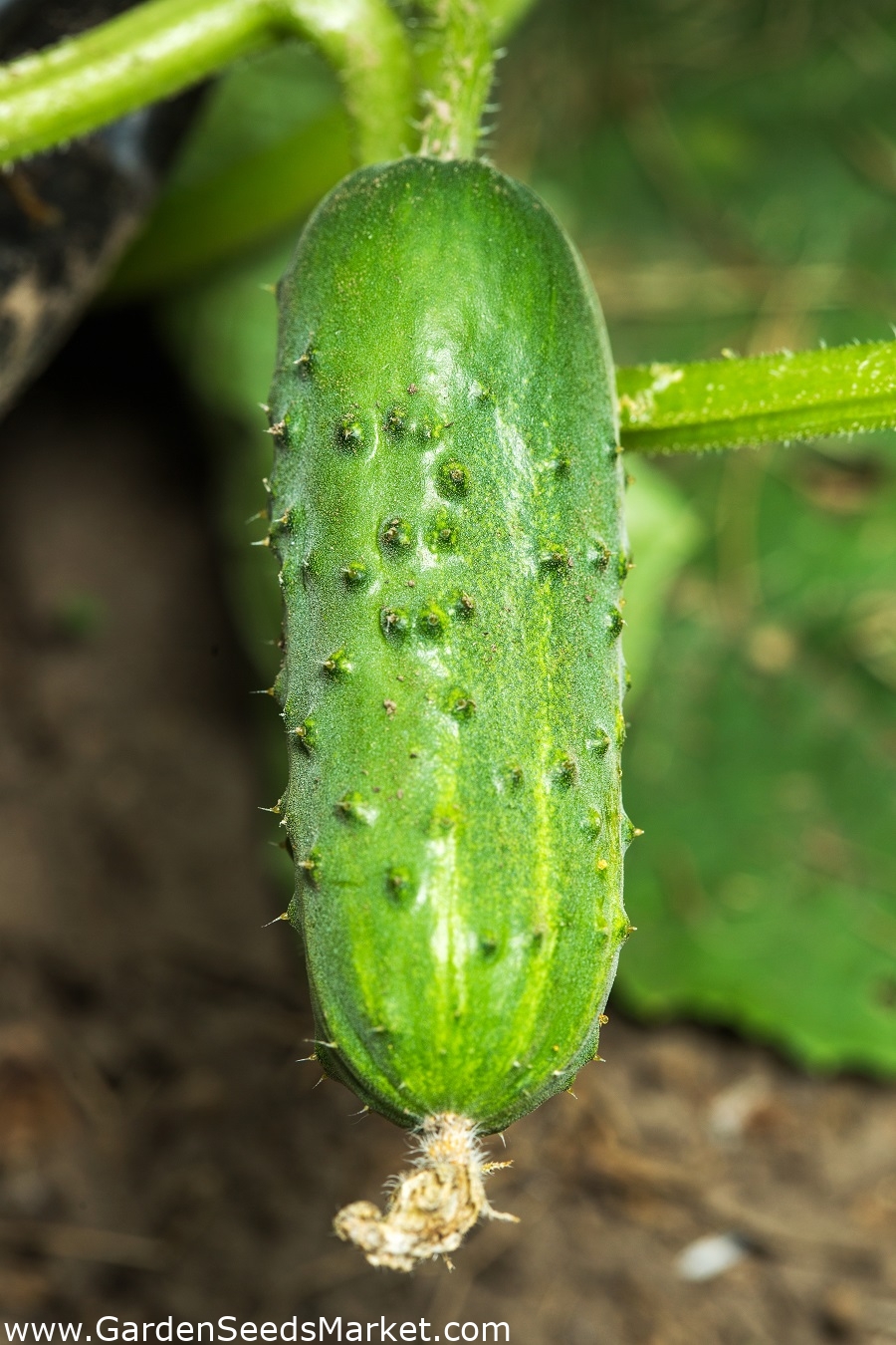 Paprastasis agurkas - Rodos - 225 sėklos - Cucumis sativus – Garden ...