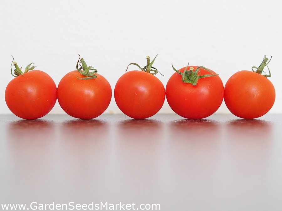 Pomidoras - Apis - 66 sėklos - Lycopersicon esculentum Mill – Garden ...
