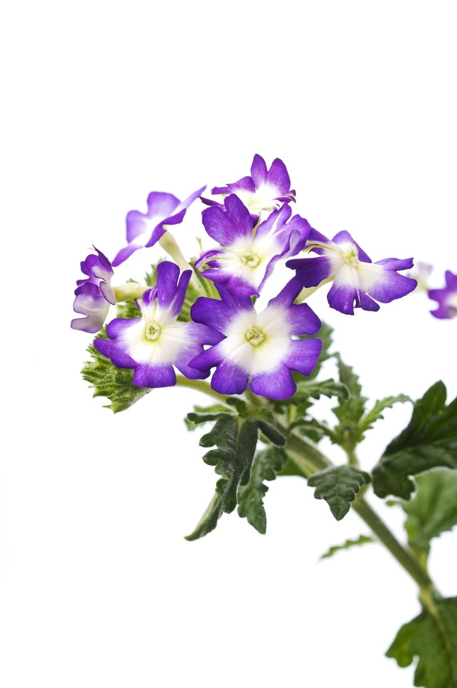 Garden vervein, verbena - blauw met een witte vlek - 120 zaden ...