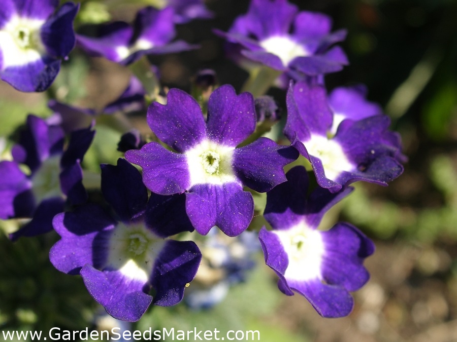 Garden vervein, verbena - blauw met een witte vlek - 120 zaden ...