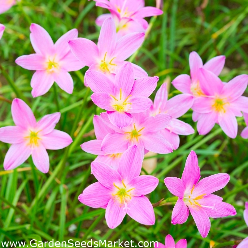 Zephyranthes Rosea, Cuban zephyrlily, Rosy Rain Lily - 10 bulbs ...