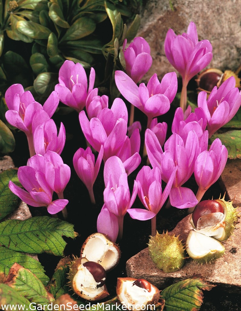 Colchicum Violet Queen - Autumn Meadow Saffron Violet Queen – Garden ...
