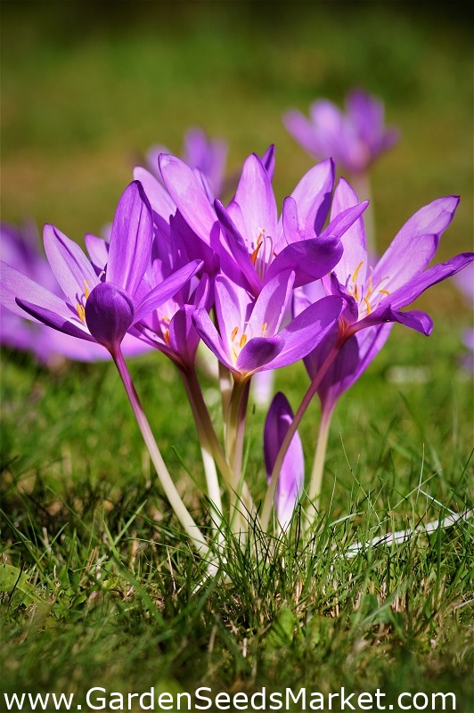 Colchicum Violet Queen - Autumn Meadow Saffron Violet Queen – Garden ...