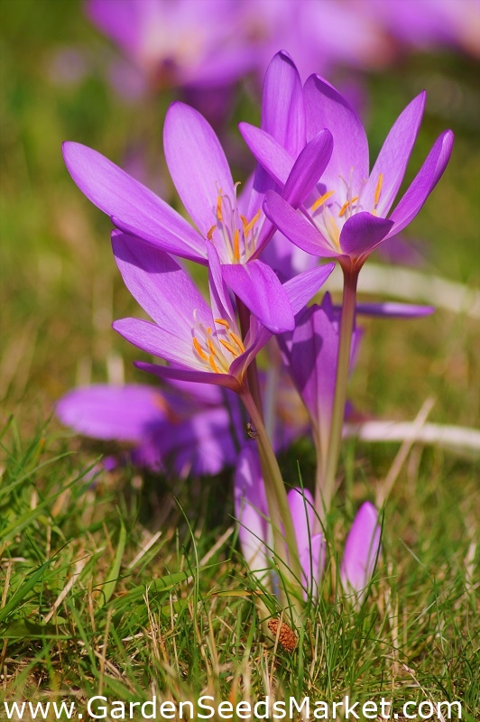 Colchicum Violet Queen - Autumn Meadow Saffron Violet Queen – Garden ...