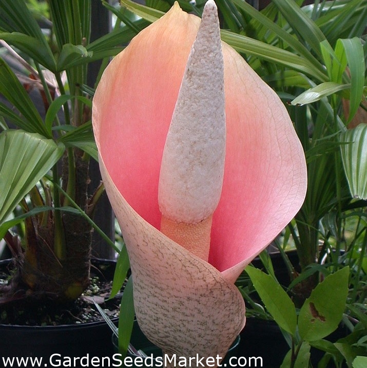 Voodoo lily, devil's tongue - Amorphophallus bulbifer - a unique plant ...
