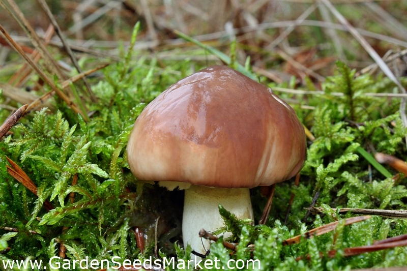 Bolet jaune, Beurré, Baveux - Mycélium - Suillus luteus – Garden Seeds ...