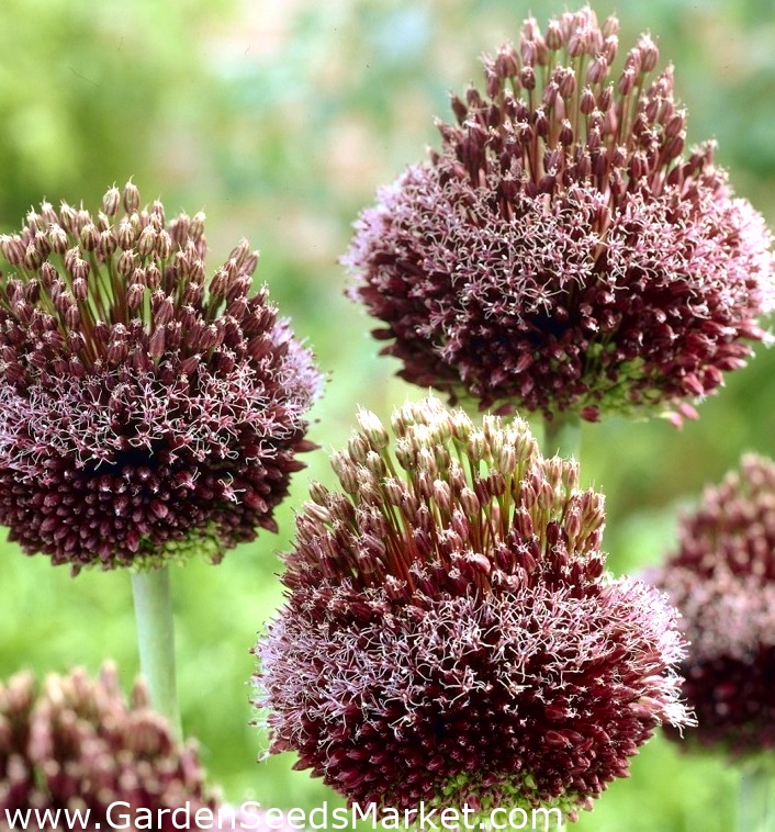 Allium Forelock - umbi / umbi / akar – Garden Seeds Market | Bebas ...