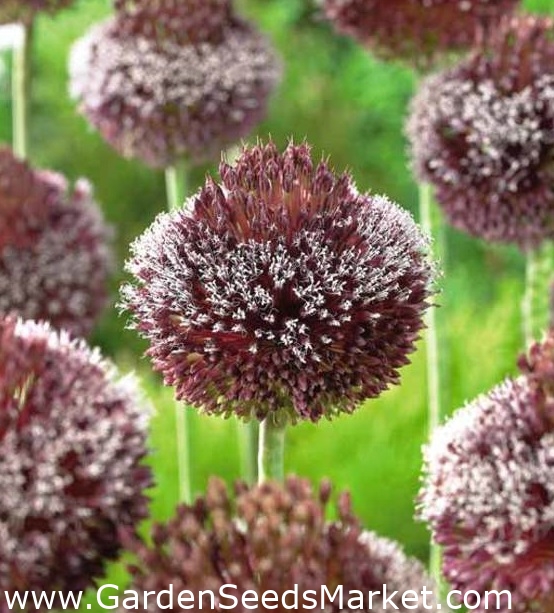 Ail décoratif Forelock - Allium Forelock – Garden Seeds Market ...
