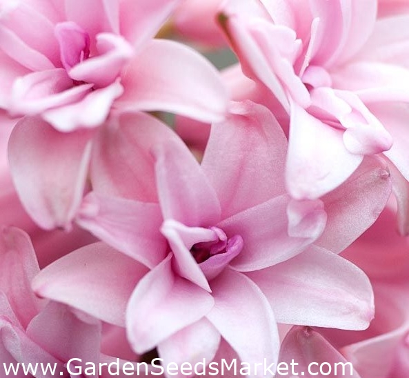 Hyacinthus Double Prince Of Love - Hyacinthus Double Prince Of Love ...