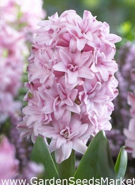 Hyacinthus Double Prince Of Love - Hyacinth Double Prince Of Love - 3 ...