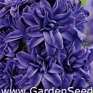 Hyacinthus Double Royal Navy - Hyacinth Double Royal Navy - 3 bulbs ...