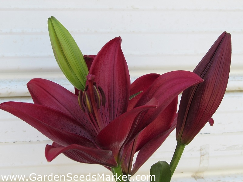 Liljesläktet - Mapira - Lilium Mapira – Garden Seeds Market | Gratis frakt