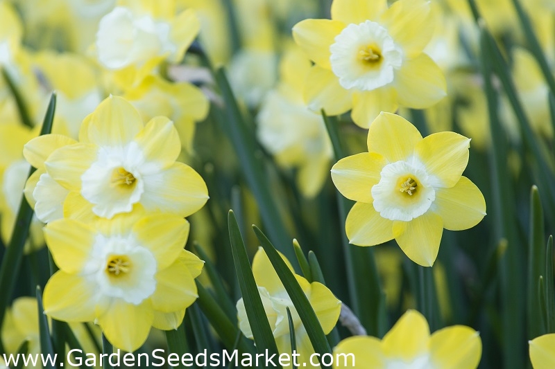 Narcissus Pipit - Daffodil Pipit - 5 bulbs – Garden Seeds Market | Free ...